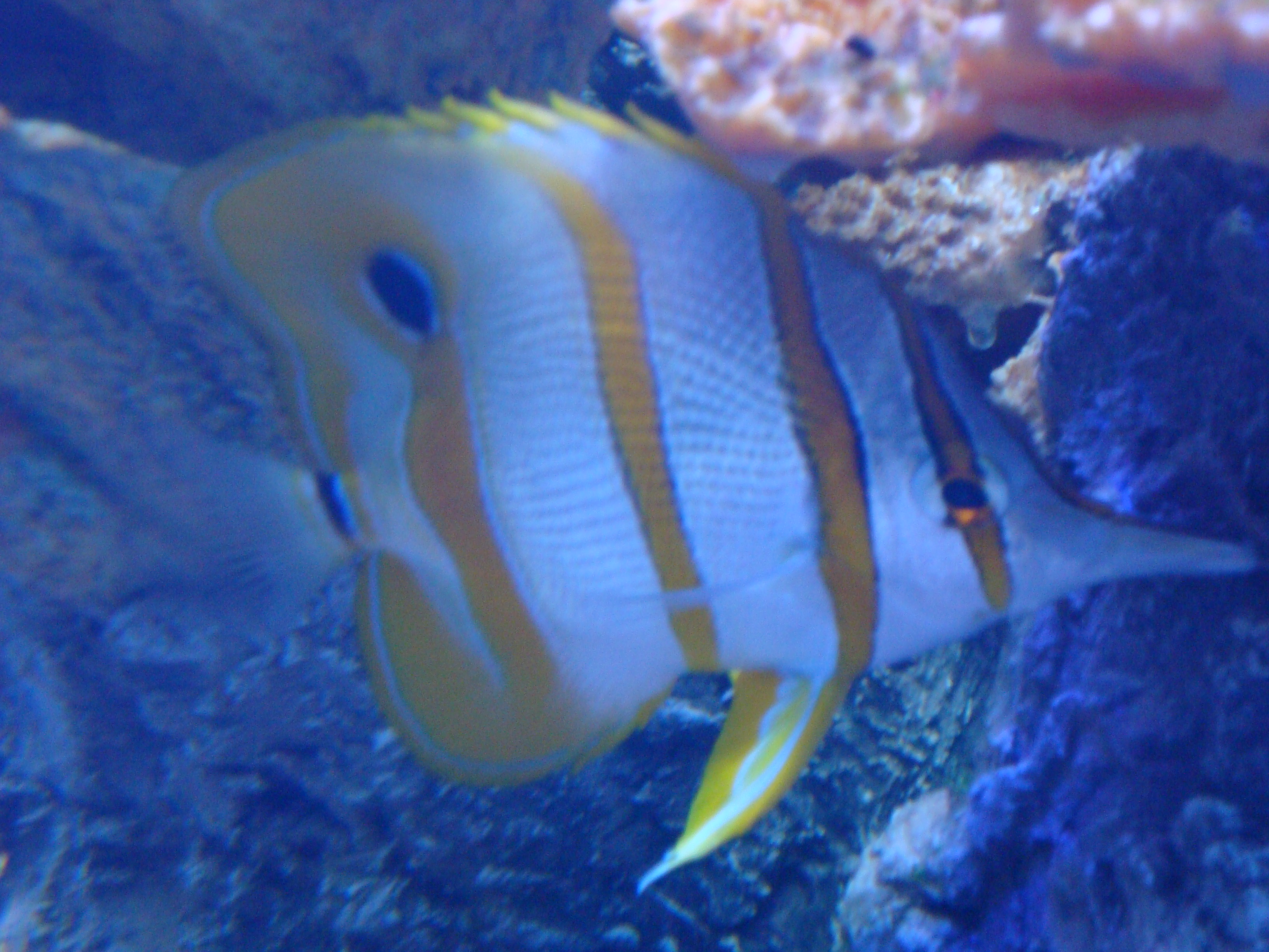 What You Might Have Missed in The Seas with Nemo and Friends Pavilion ...