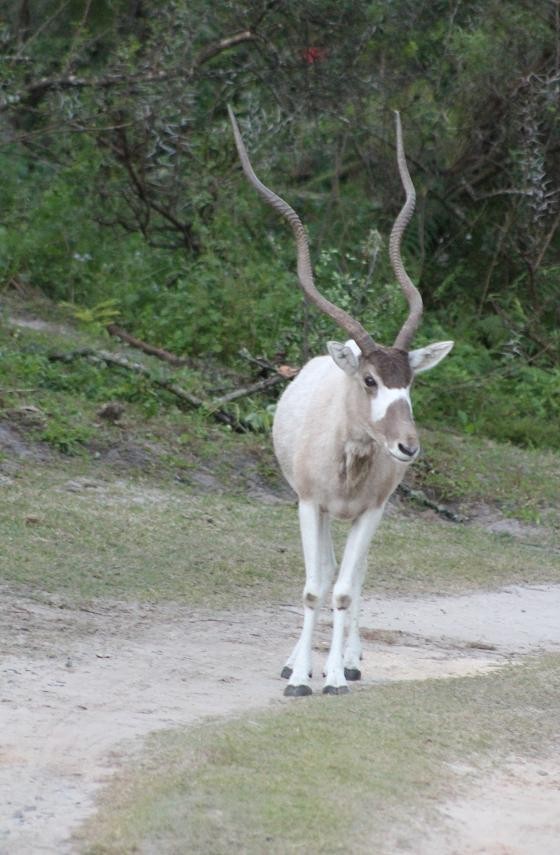 Wordless Wednesday – Virtual Safari Tour! | Disneyways